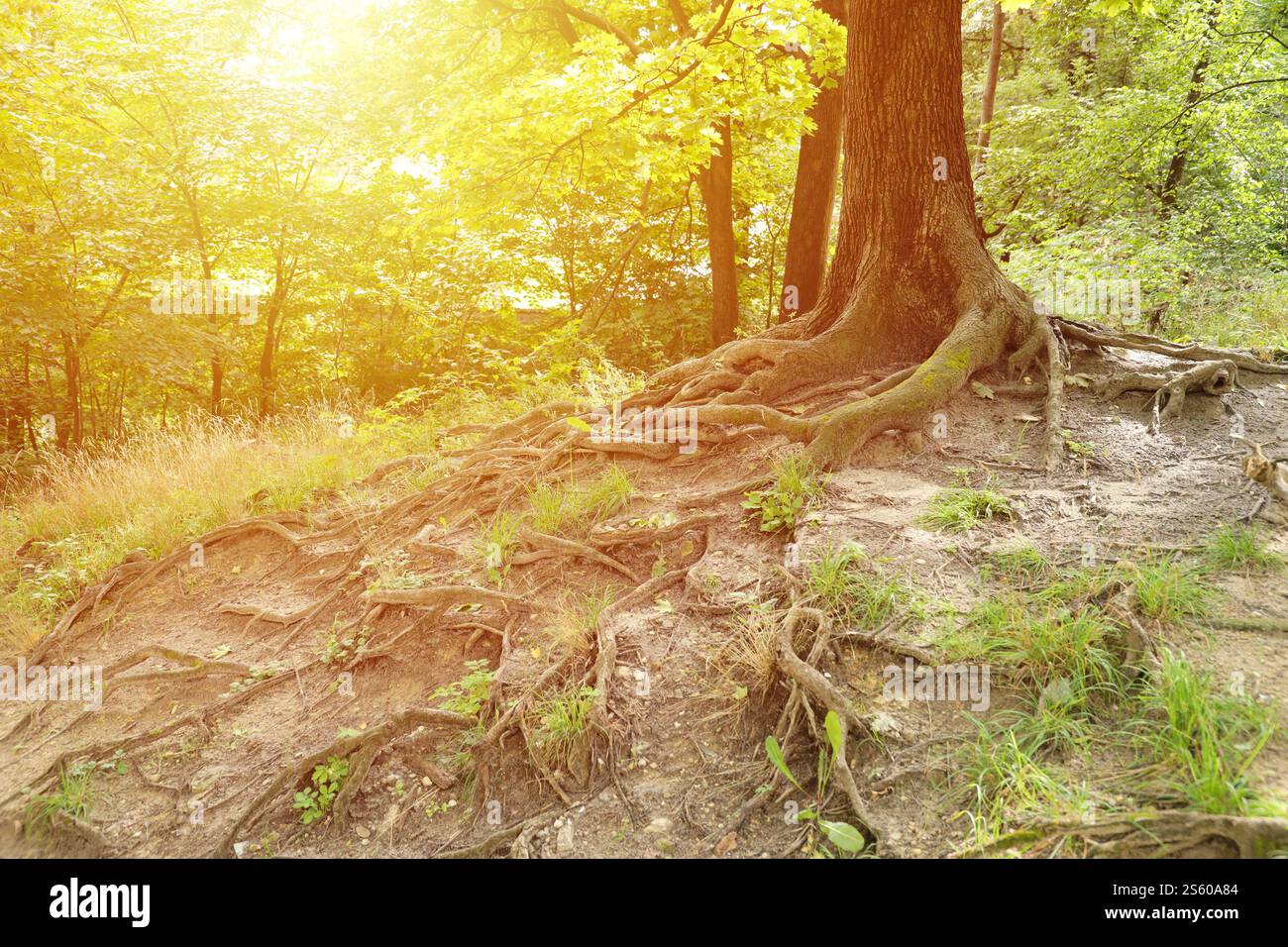 Mighty roots of an old tree in green forest in daytime. Beautiful ...