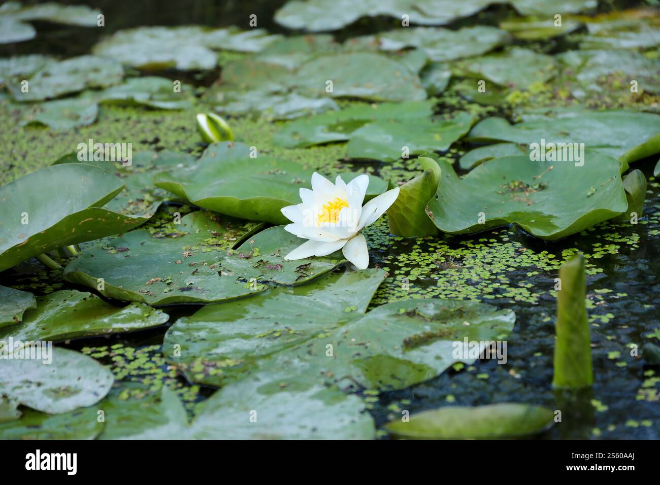 White lotus lily flower with yellow pollen and green round leaves on ...