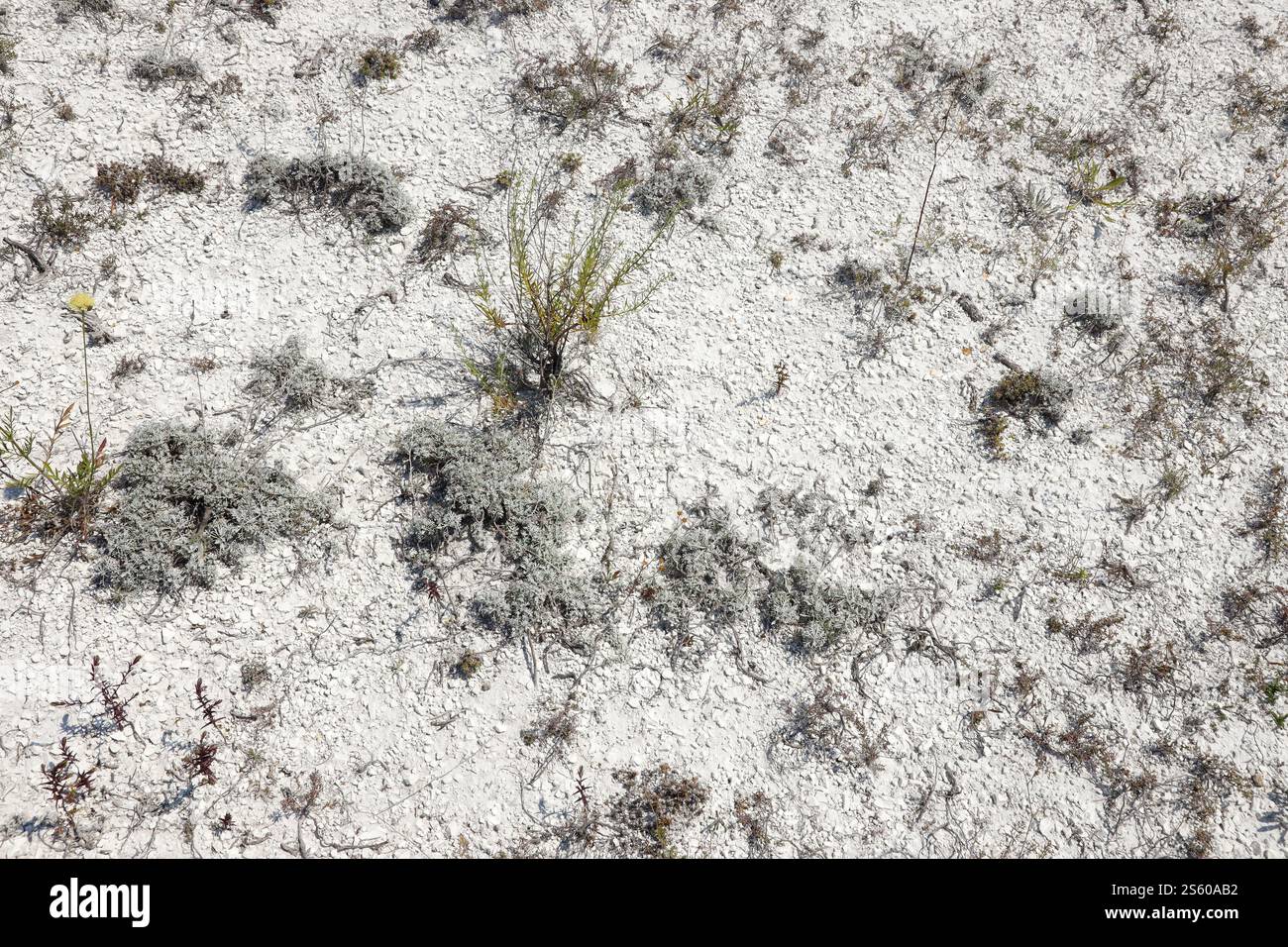 Chalk mining limestone quarry. Opencast mining chalk surface with dry ...