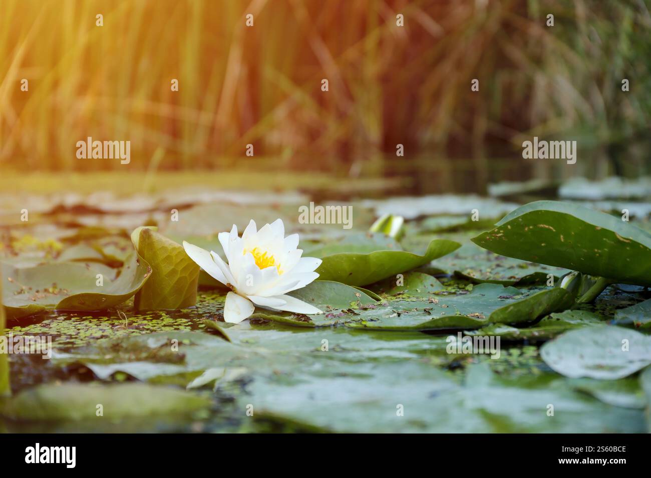 White lotus lily flower with yellow pollen and green round leaves on ...