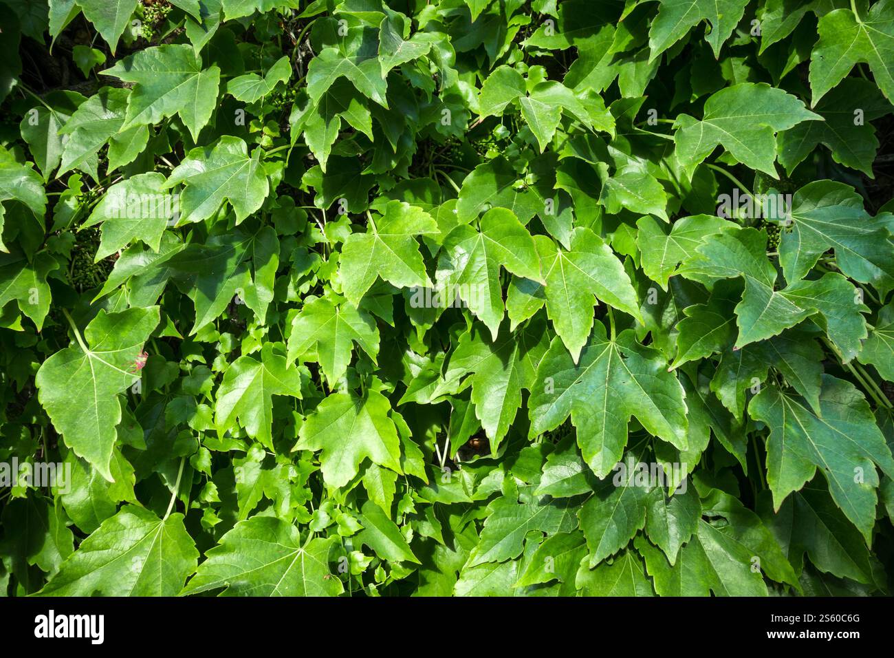 Climbing ivy background texture. Green foliage wallpaper. Climbing ivy ...