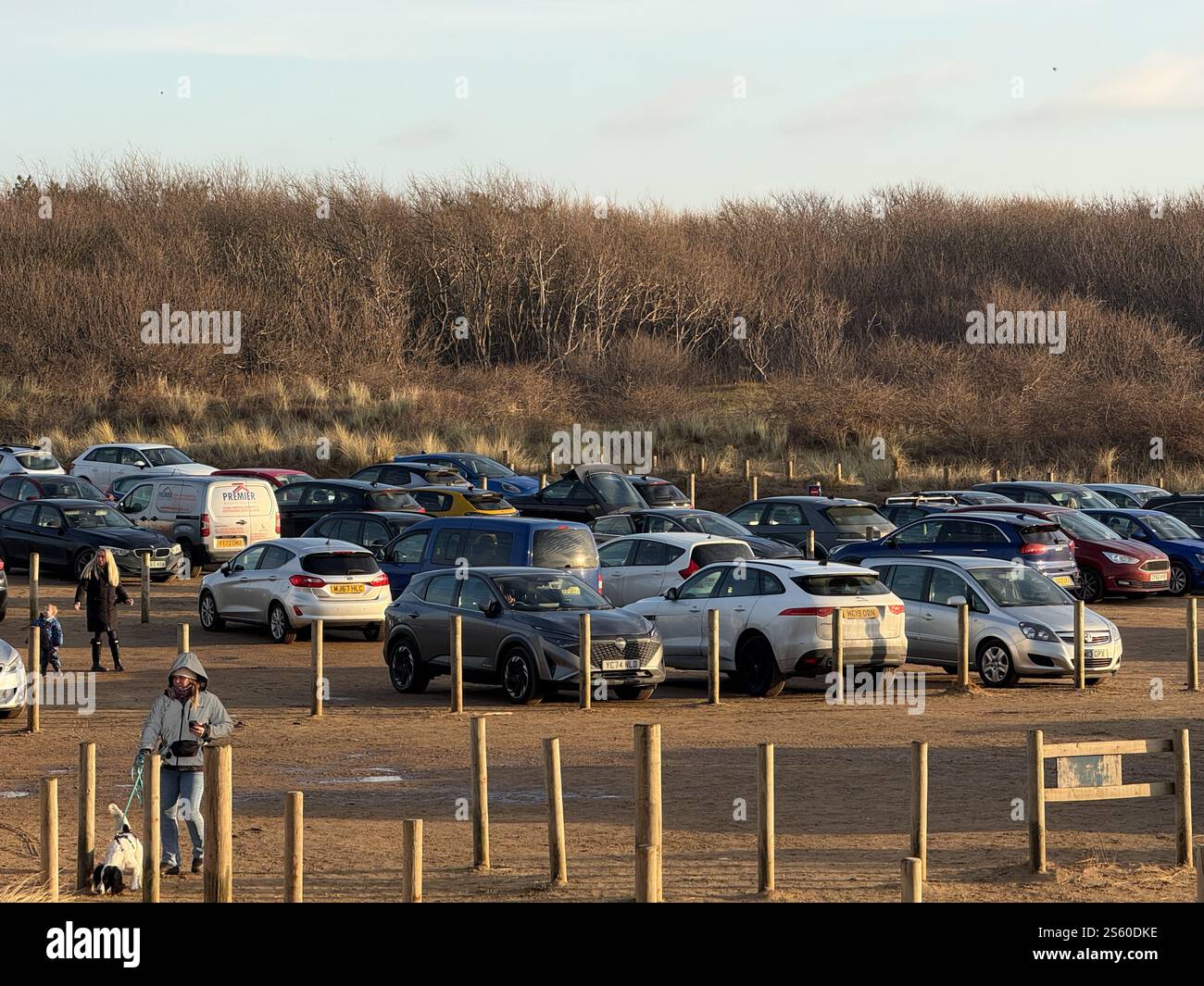 The pine woodland at Formby Freshfield, managed by the National Trust ...