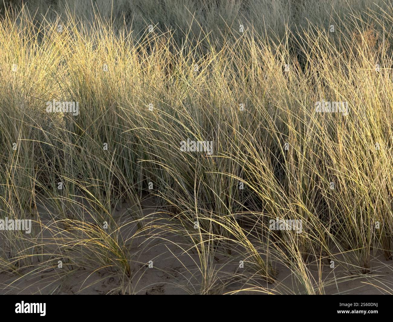 Grass glume hi-res stock photography and images - Alamy