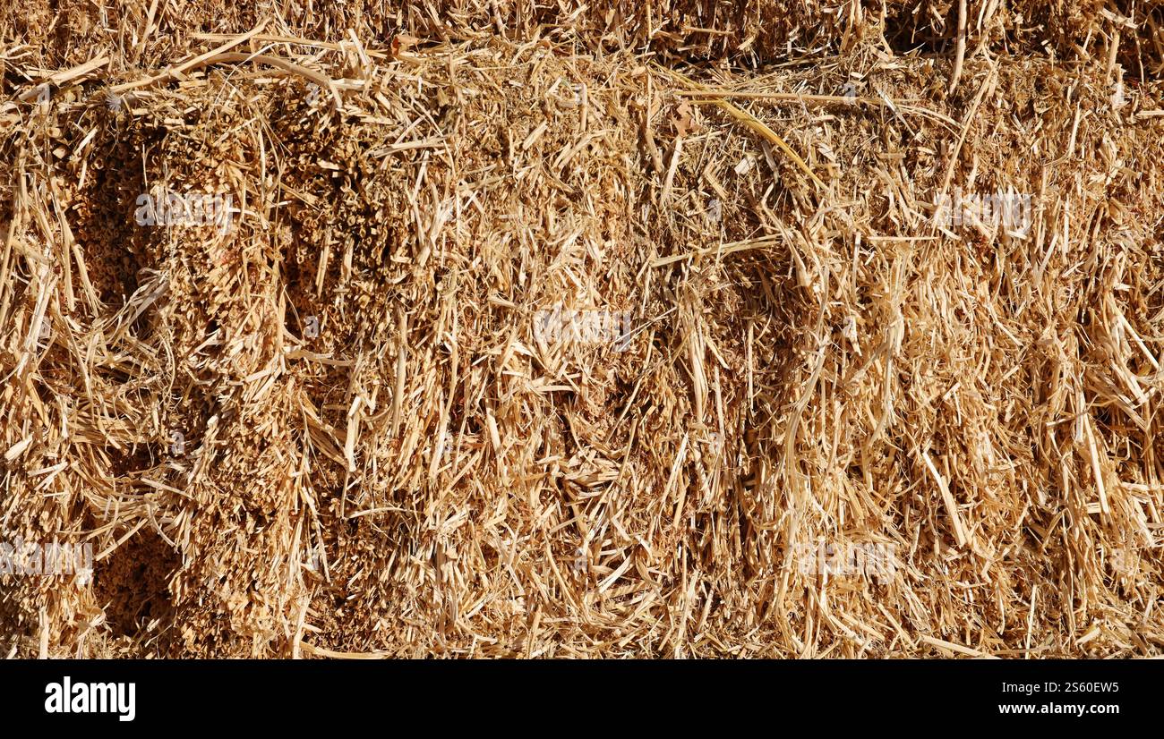 Dry hay straw yellow background texture. Dry rice straw texture for ...
