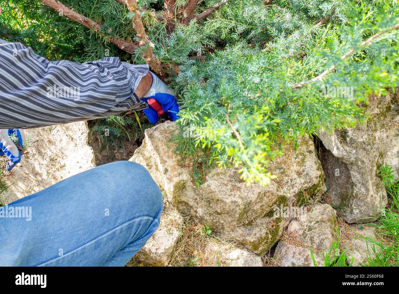 Pruning and shaping juniper. A gardener uses pruning shears to prune ...