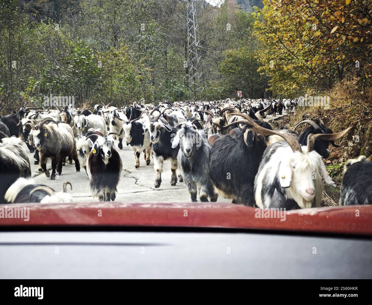 The car is blocked by a flock of Anatolian goats crossing the rural ...