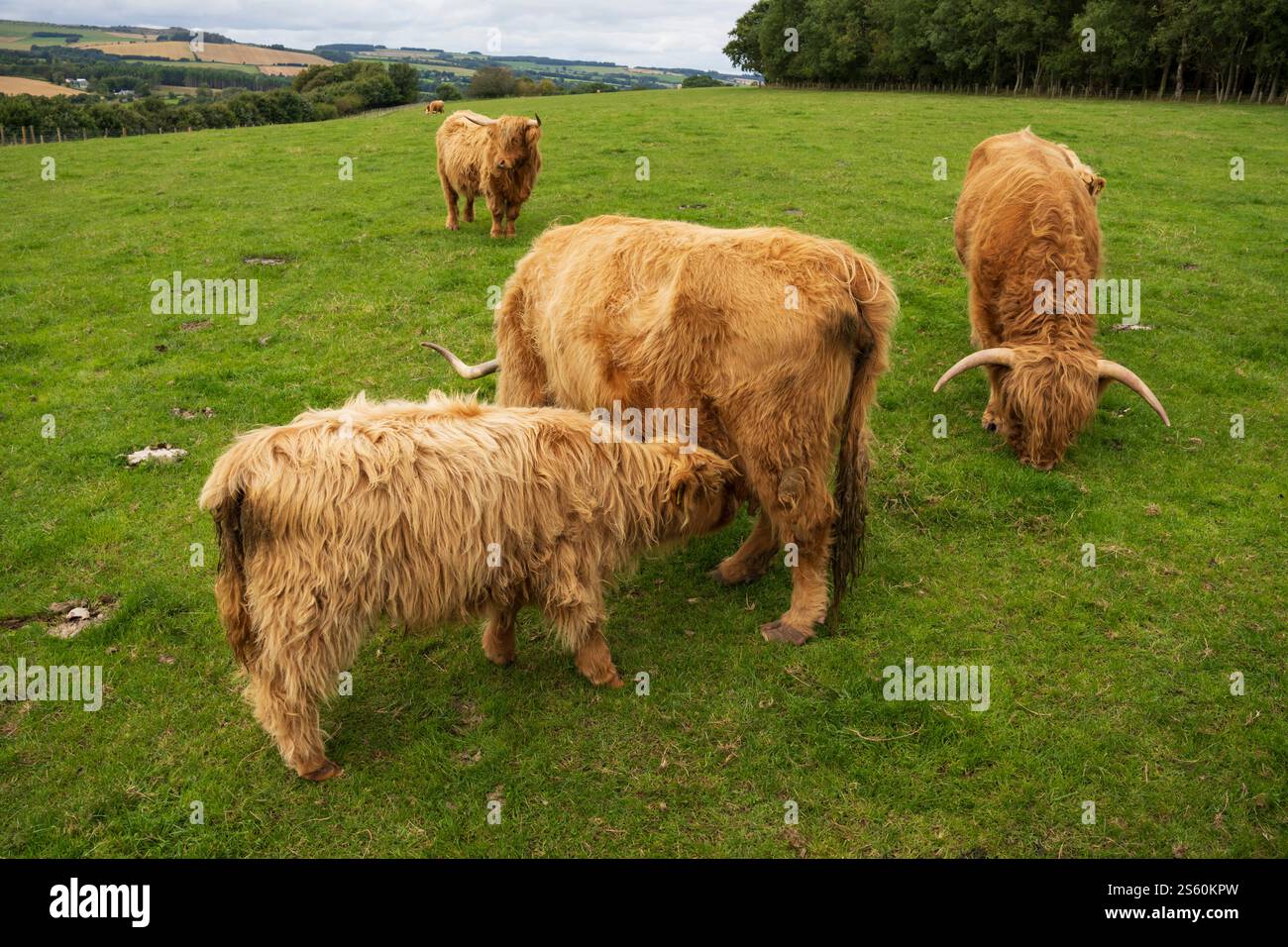 Meet the Highland cattle experience - Jacksons at Jedburgh in the ...