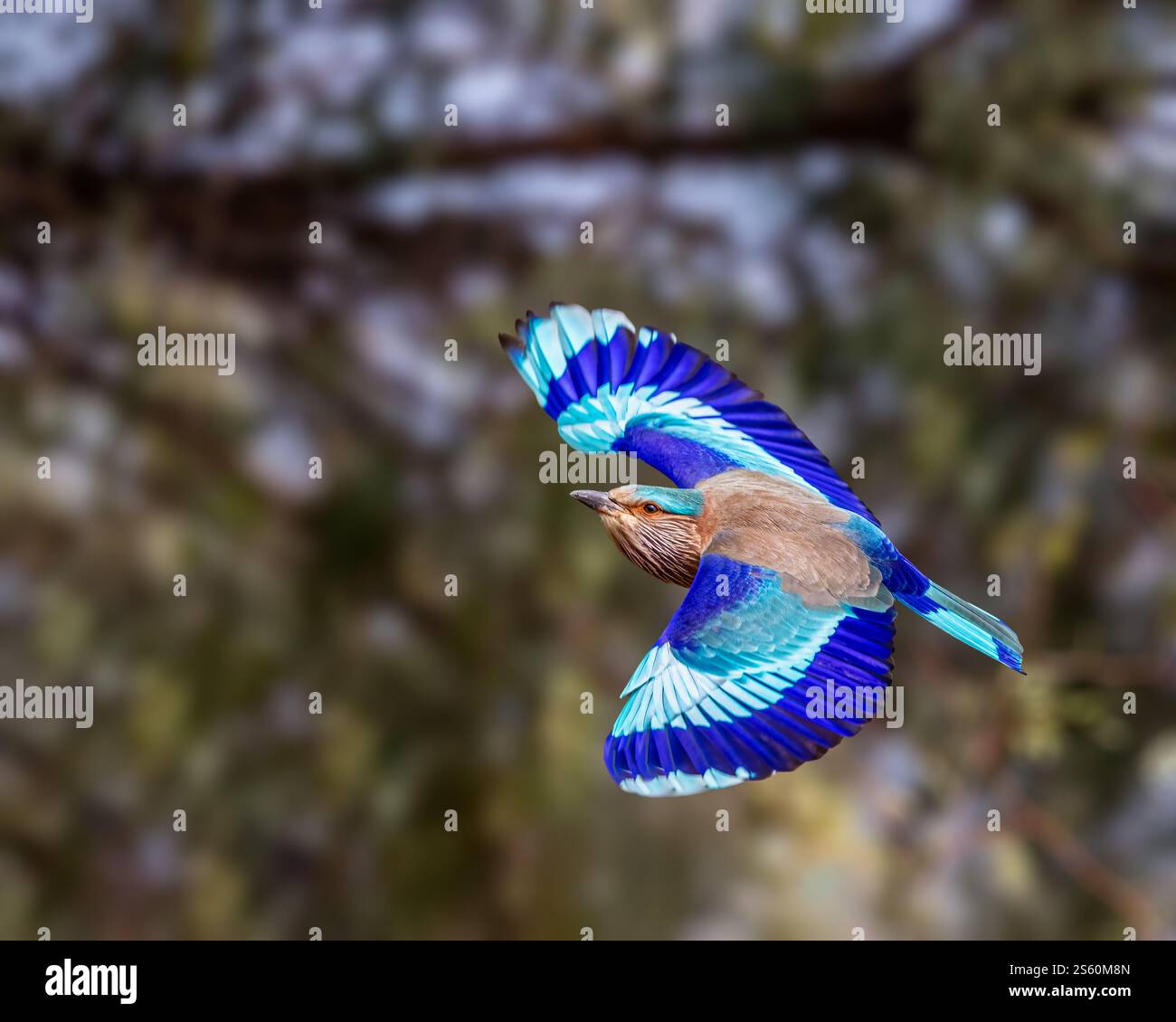 A Indian Roller in flight Stock Photo - Alamy