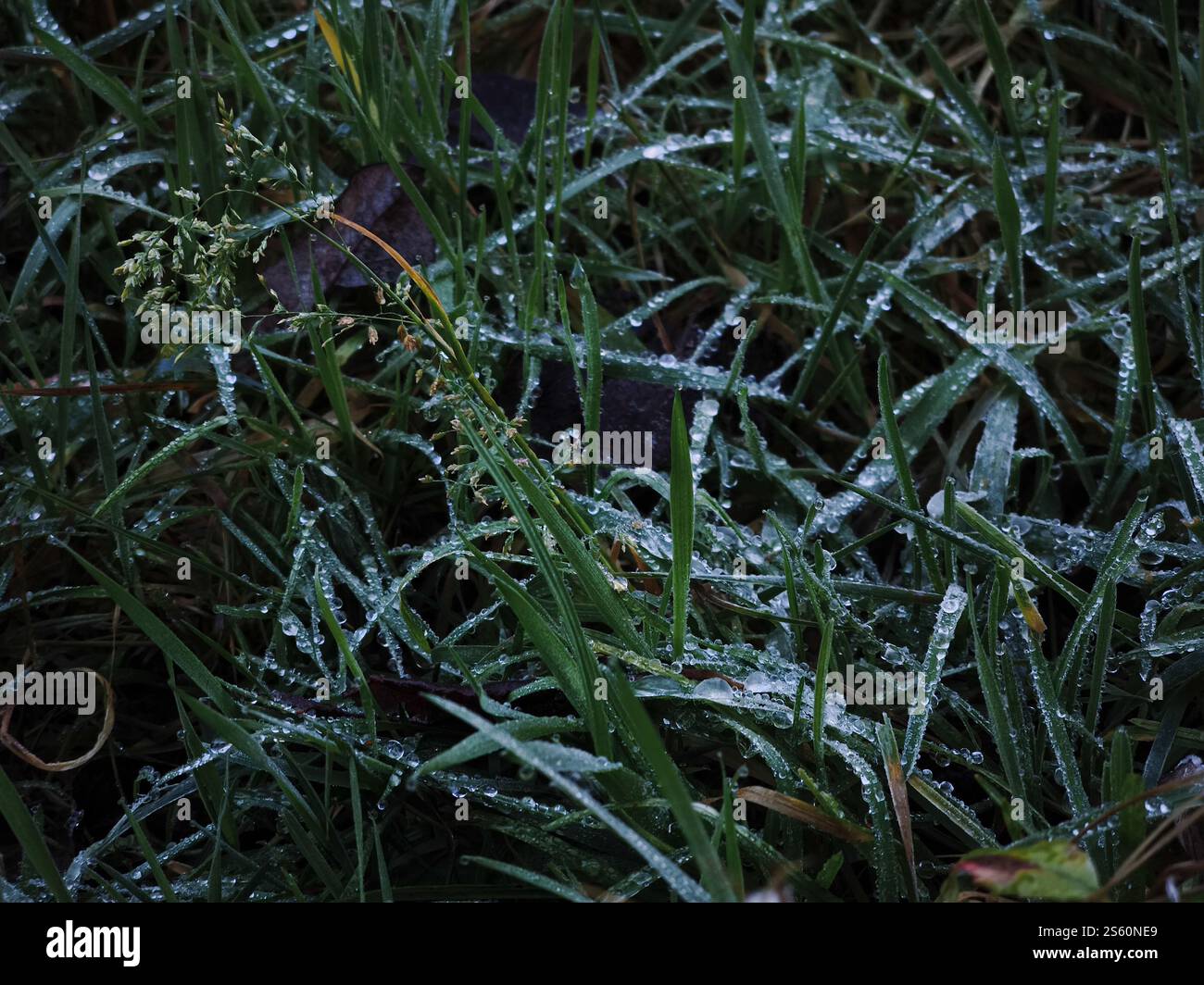 Fresh dew drops glistening on green grass blades in a chamonix meadow ...