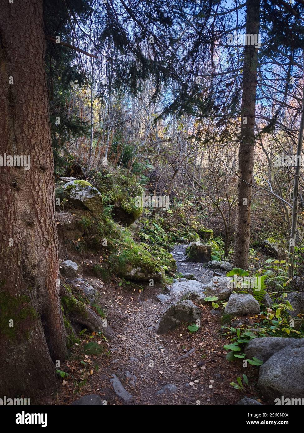 Scenic pathway inviting exploration amidst colorful foliage and ...