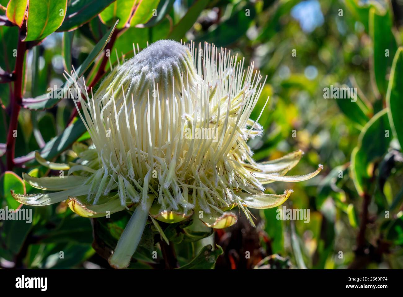 Mount Kenya landscapes flora ,fauna & Lakes Stock Photo - Alamy