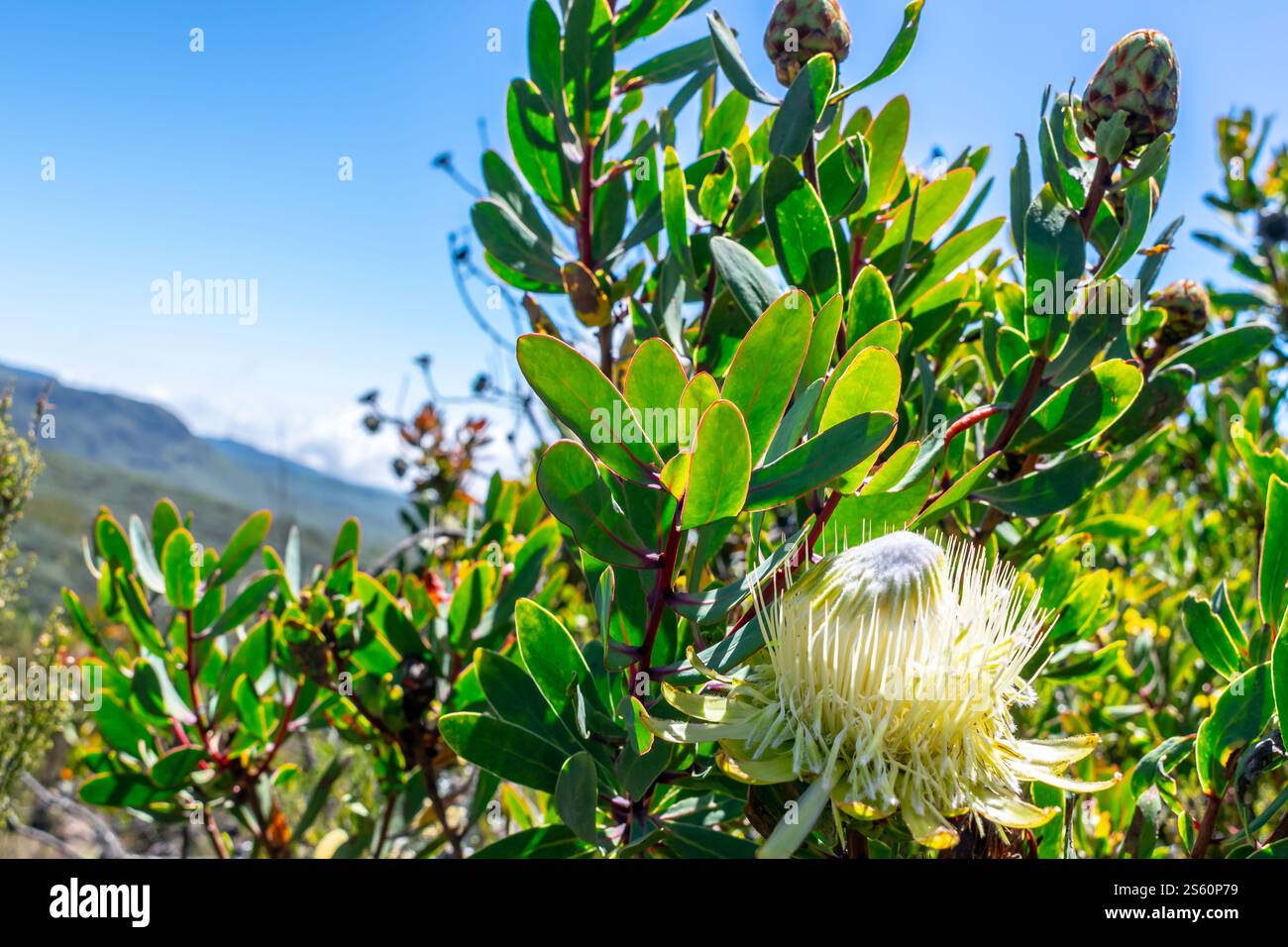 Mount Kenya landscapes flora ,fauna & Lakes Stock Photo - Alamy