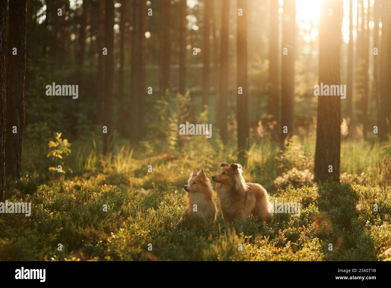Two Collies sitting together in a forest glade dappled with sunlight ...
