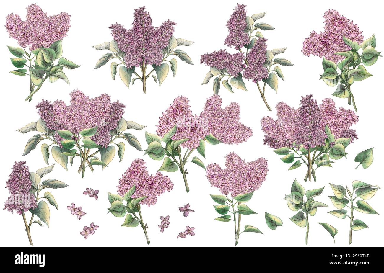 A large set with lilacs, a bouquet of lilac flowers isolated on a white ...