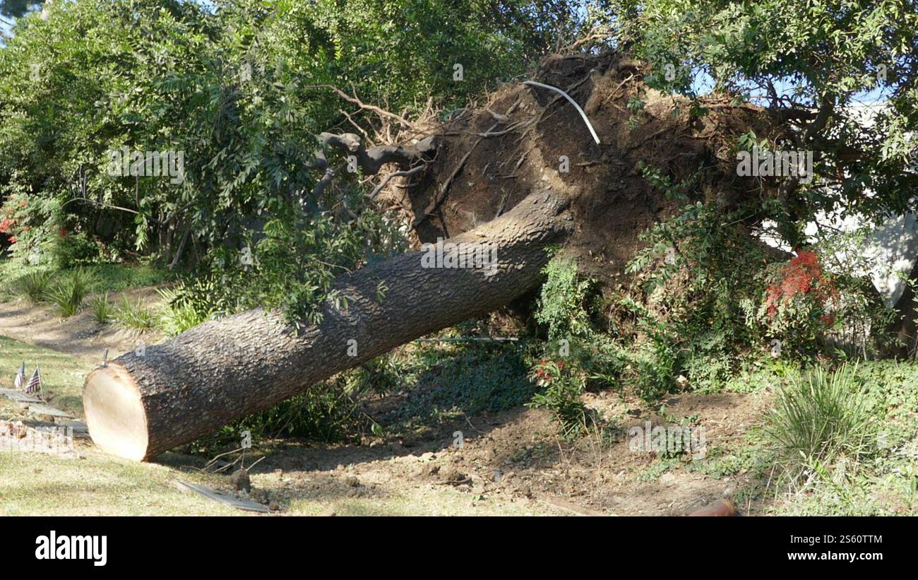 Glendale, California, USA 13th January 2025 Tree that fell in the wind ...