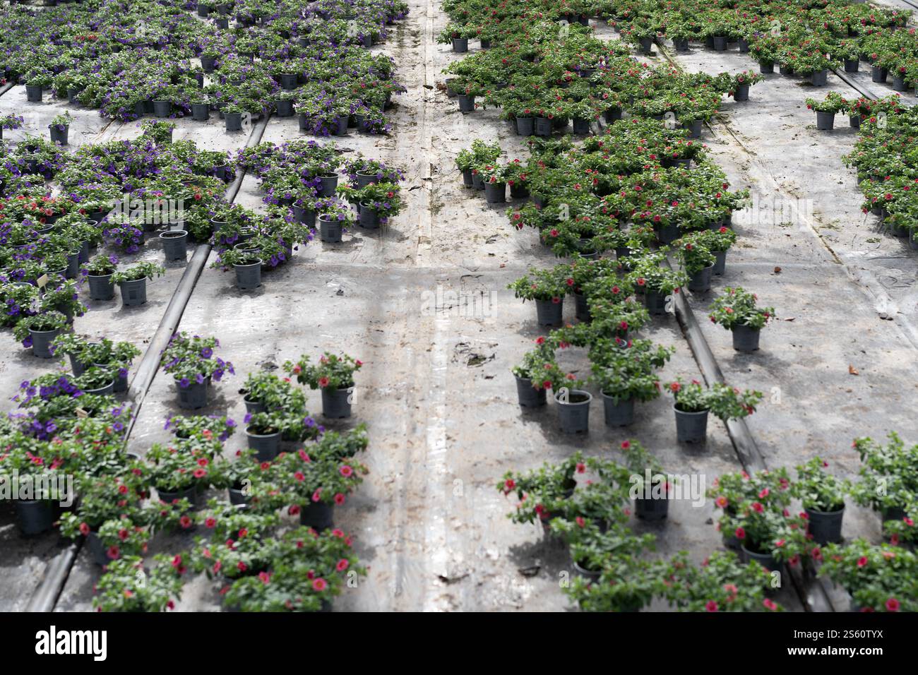 Rows of flower pots arranged on a concrete floor in a greenhouse ...