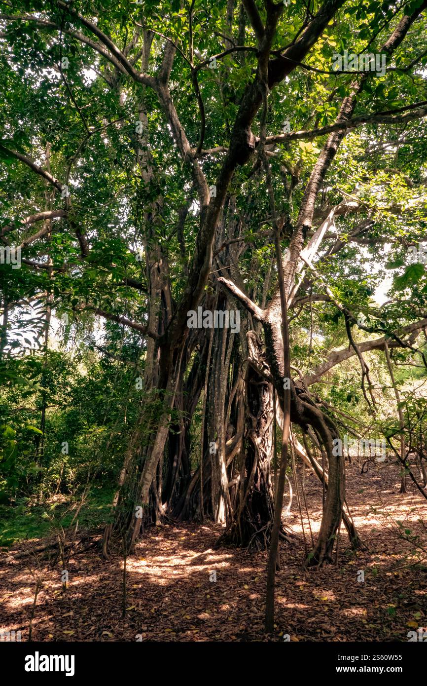 View of the strangler fig or the golden fig tree - Ficus aurea in Kaya ...