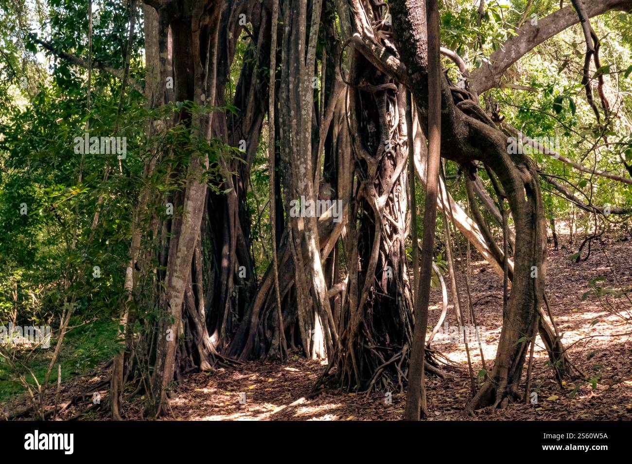 View of the strangler fig or the golden fig tree - Ficus aurea in Kaya ...