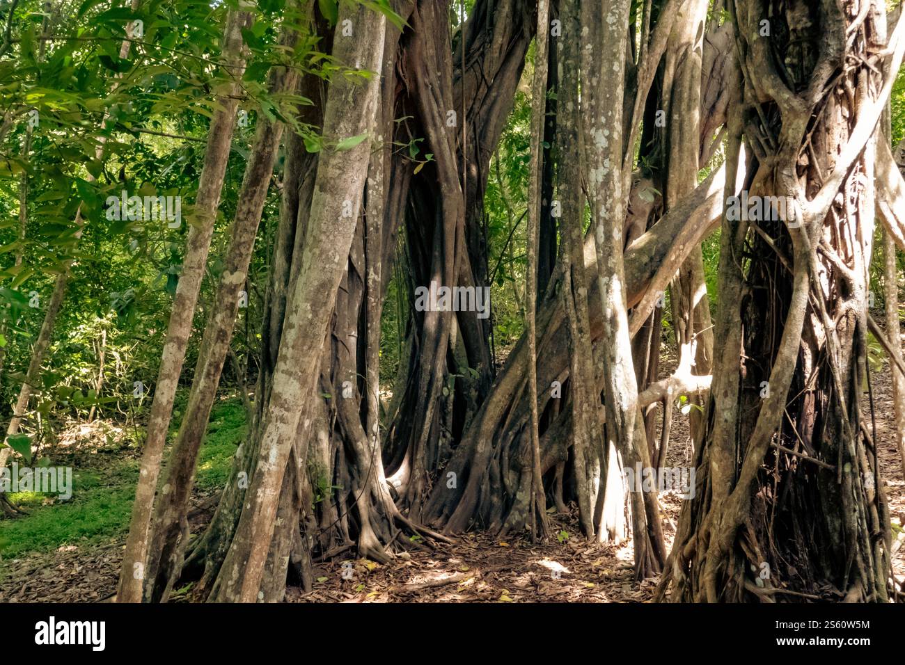 View of the strangler fig or the golden fig tree - Ficus aurea in Kaya ...