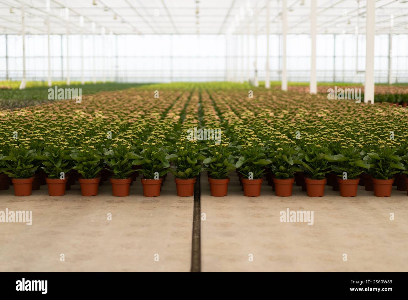 Indoor view of clay potted plants with green healthy foliage neatly ...