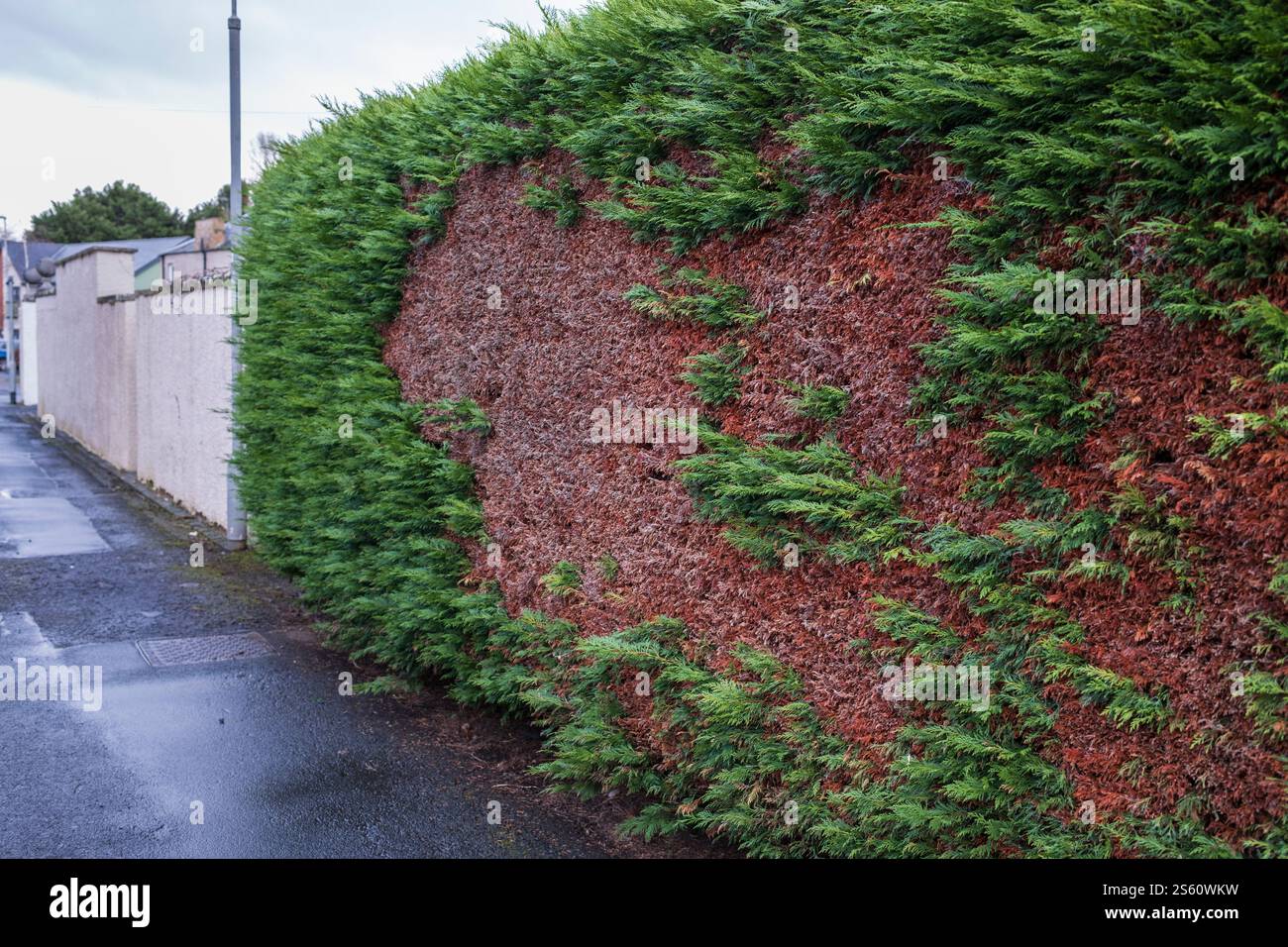 Kelso, Scotland: an evergreen hedge damaged by drought and trimming ...