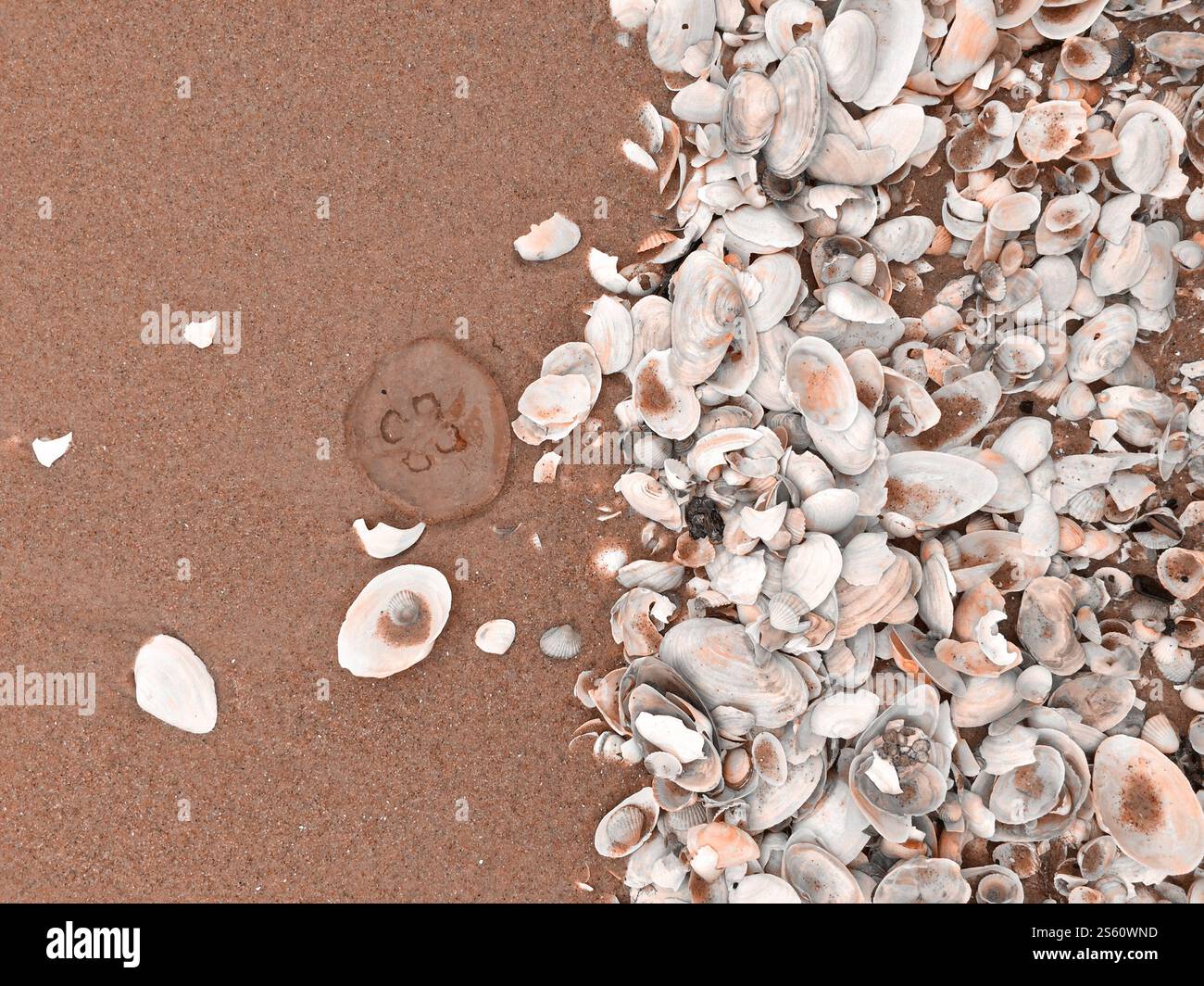 Pattern of Seashells on sand, textured background. Sea shells and ...