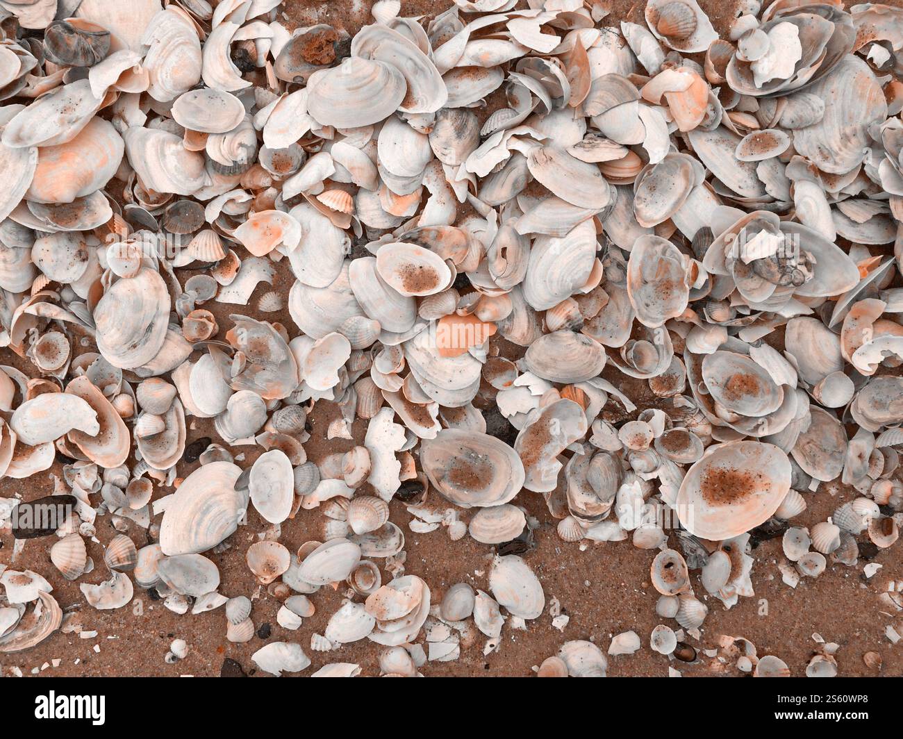 Pattern of Seashells on sand, textured background. Sea shells and ...