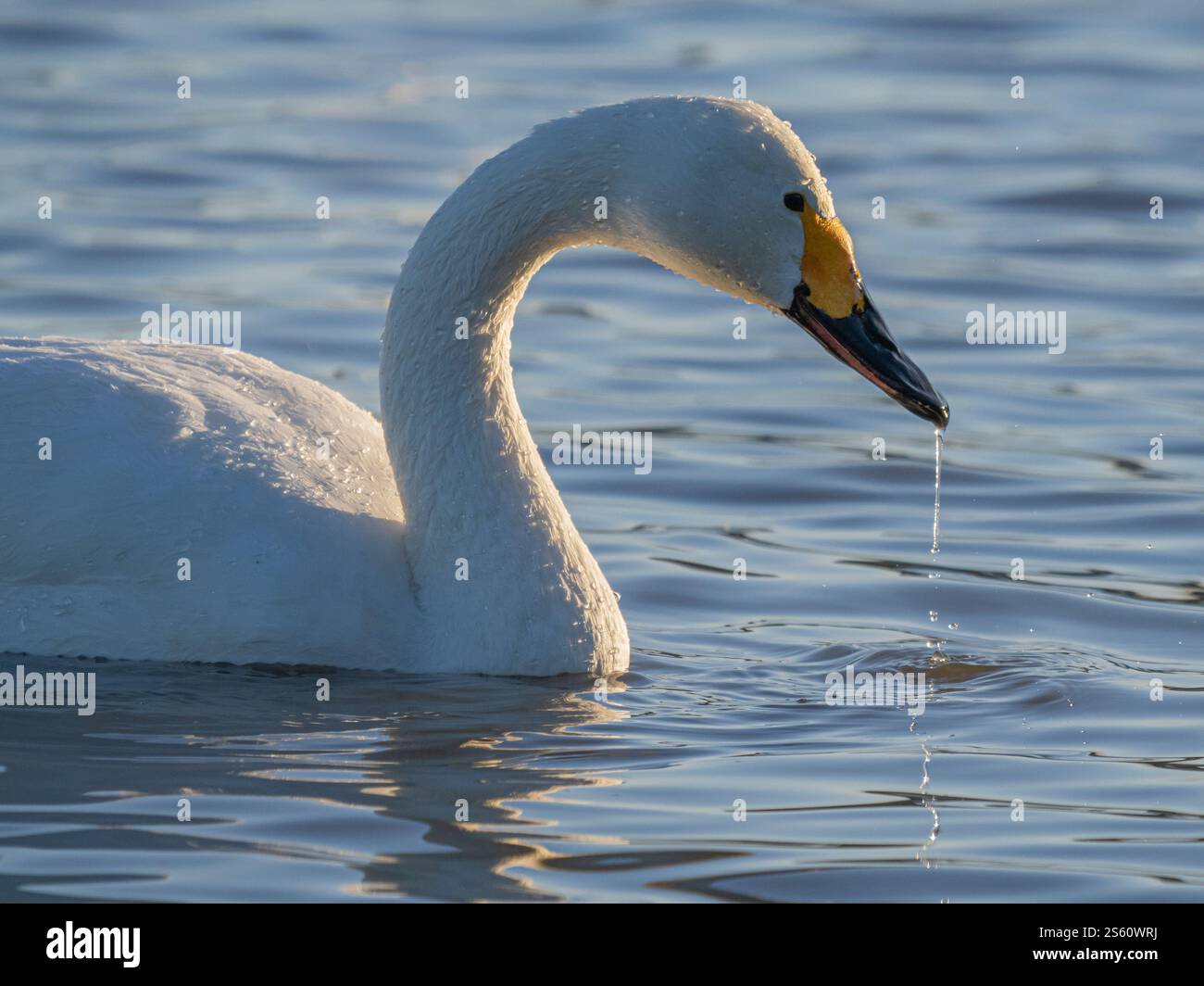 Bewick's Swan (Cygnus columbianus), Slimbridge, Gloucestershire ...