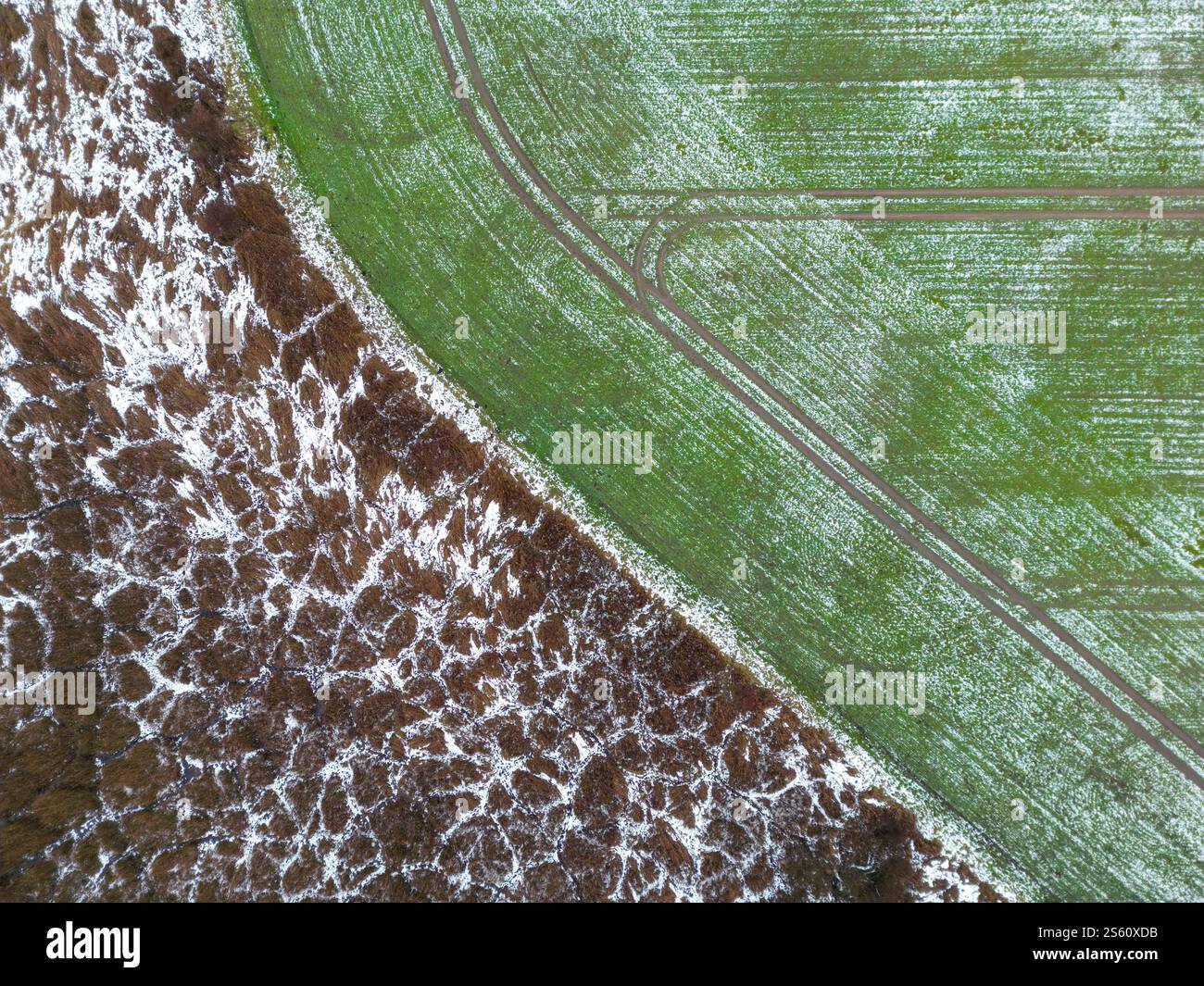 Treplin, Germany. 15th Jan, 2025. Animal tracks can be seen in the snow ...