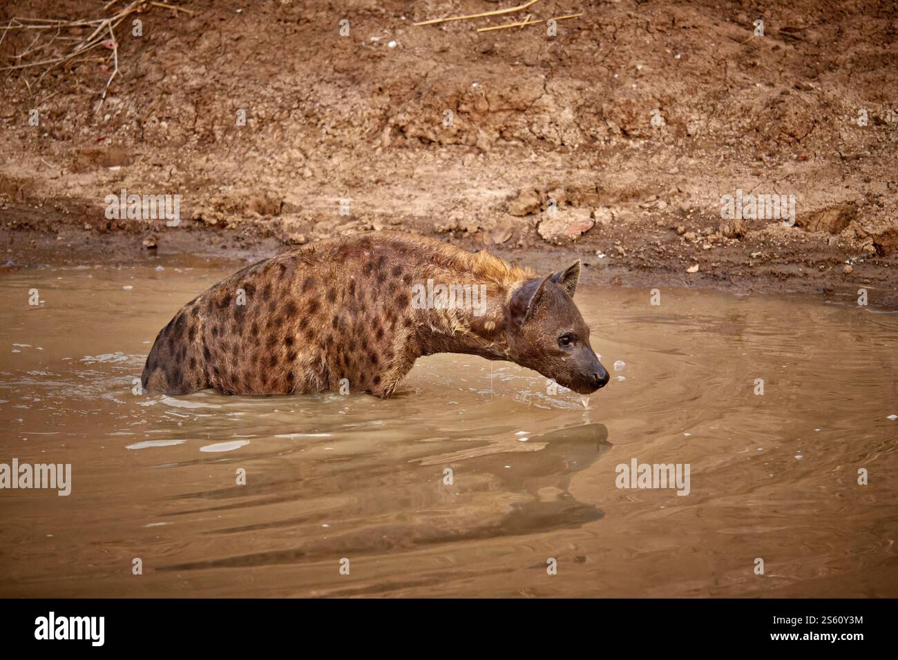 spotted hyena (Crocuta crocuta) trying to catch fish in a pond, South ...