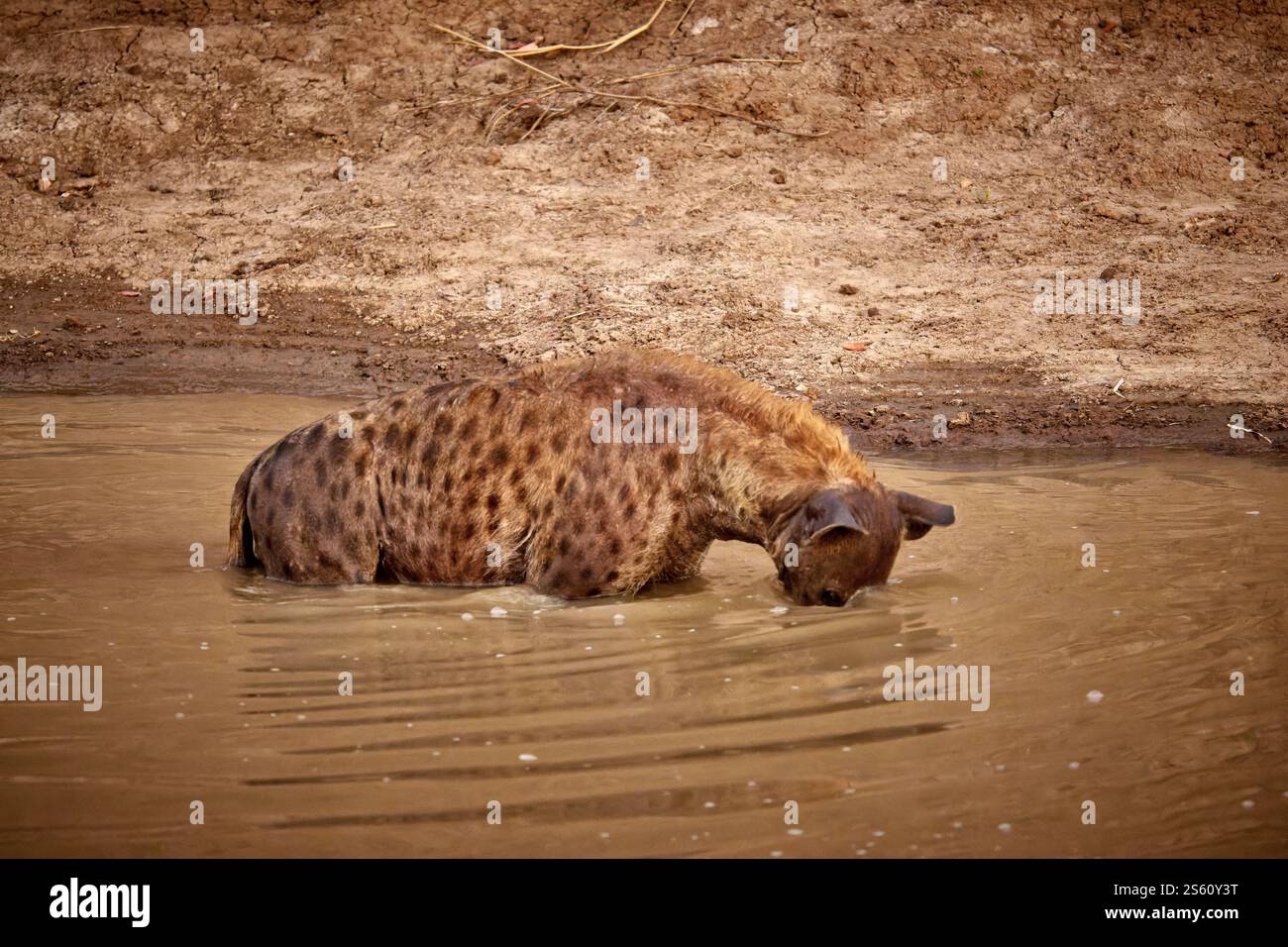 spotted hyena (Crocuta crocuta) trying to catch fish in a pond, South ...