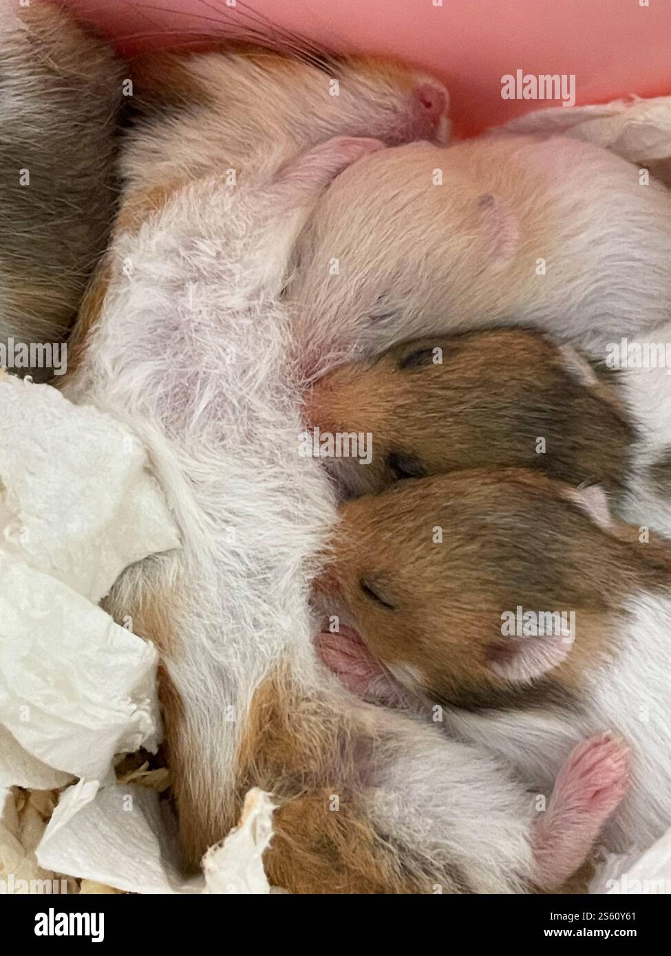 Hamster breeding. Baby hamsters sucking milk from their mother Stock ...
