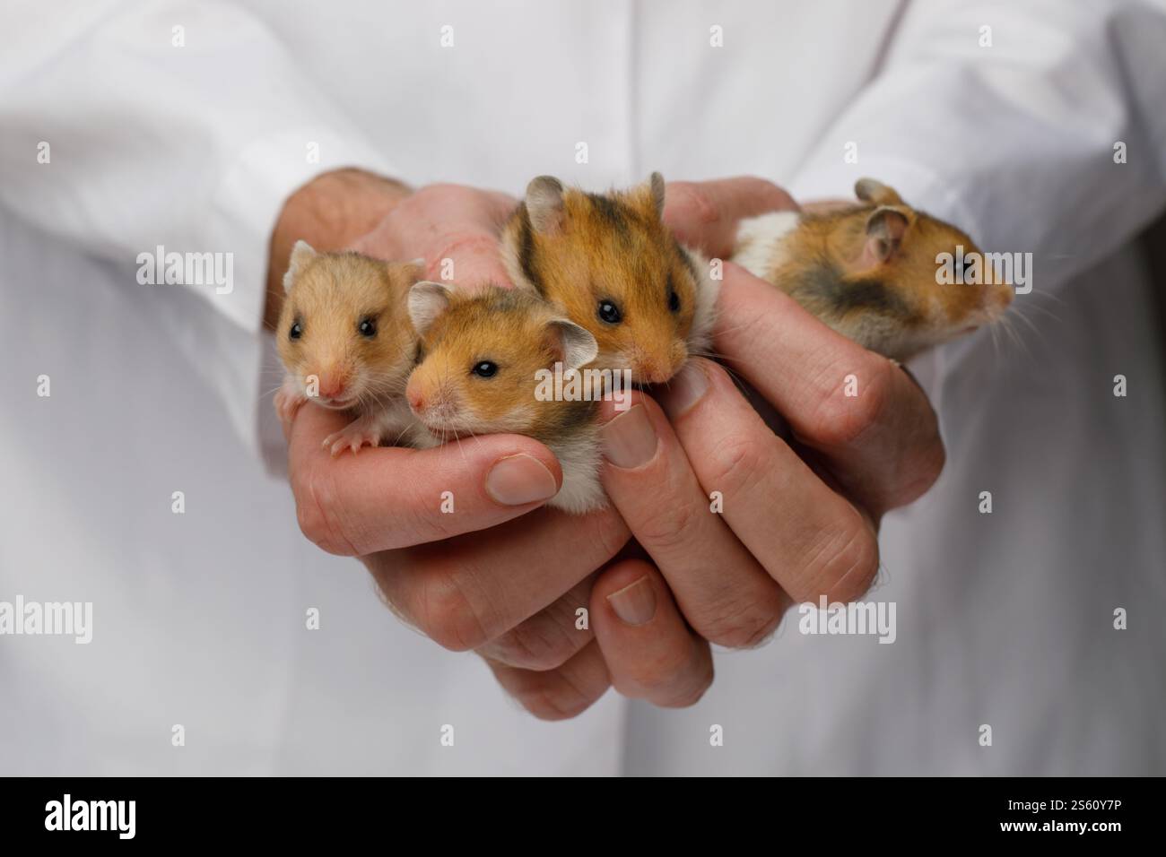 Little hamster in vet hands, closeup portrait Stock Photo - Alamy