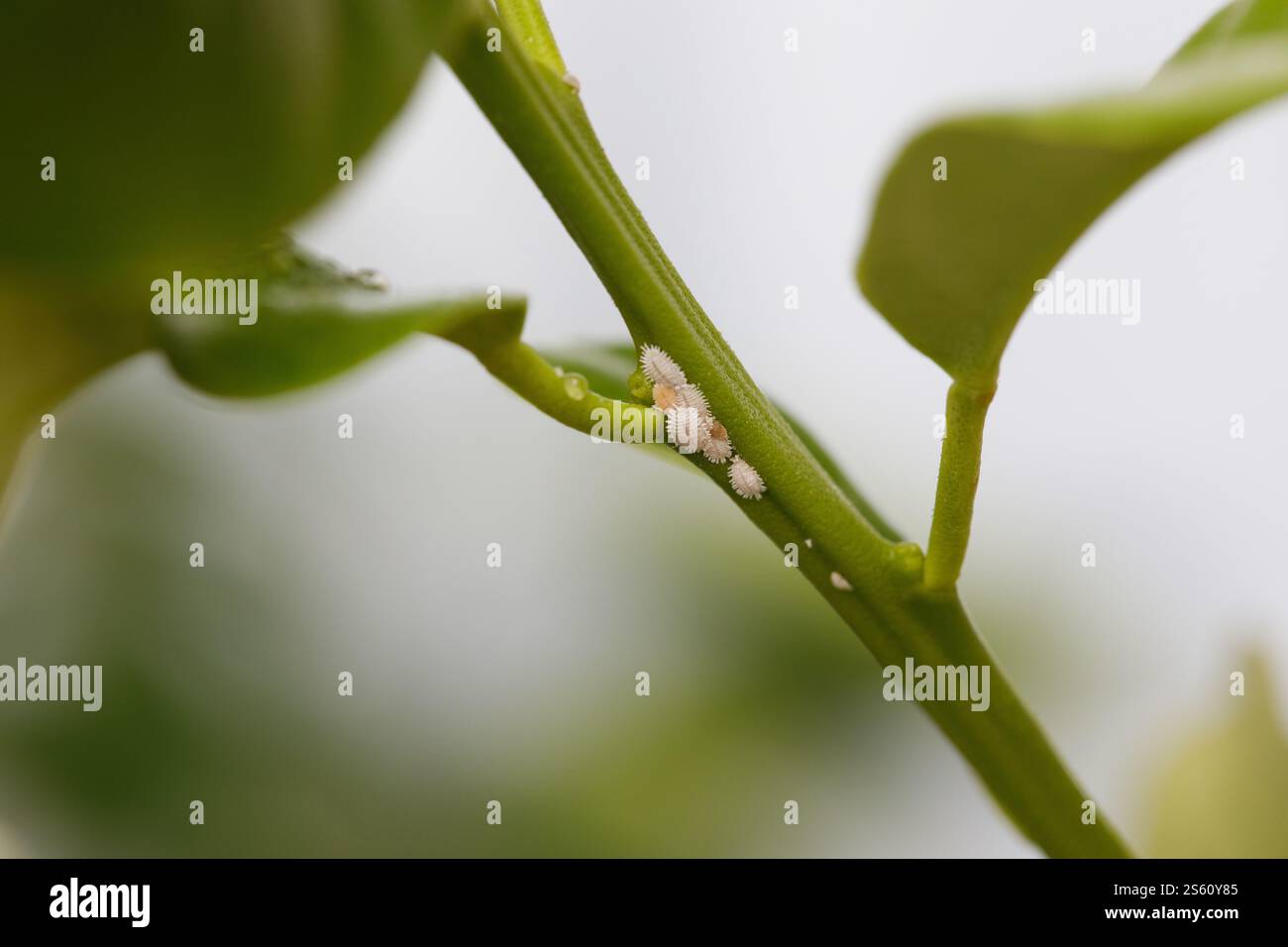 Insect close up. White Aphids or Mealybugs on green leaf Stock Photo ...