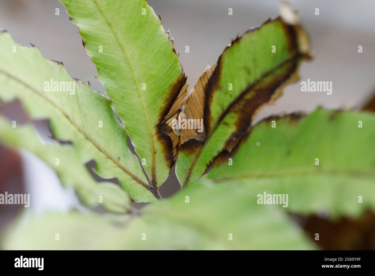 Rusty plant leaf close up. Houseplant disease Stock Photo - Alamy