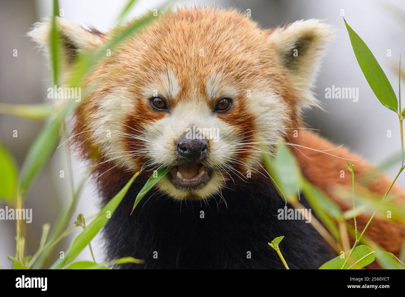 15 January 2025, Saxony-Anhalt, Magdeburg: Female red panda "Nami" sits ...