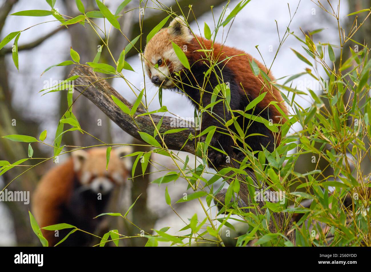 15 January 2025, Saxony-Anhalt, Magdeburg: Female red panda "Nami" sits ...