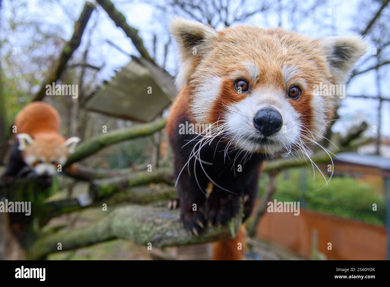 15 January 2025, Saxony-Anhalt, Magdeburg: Red panda "Brian" sits on a ...