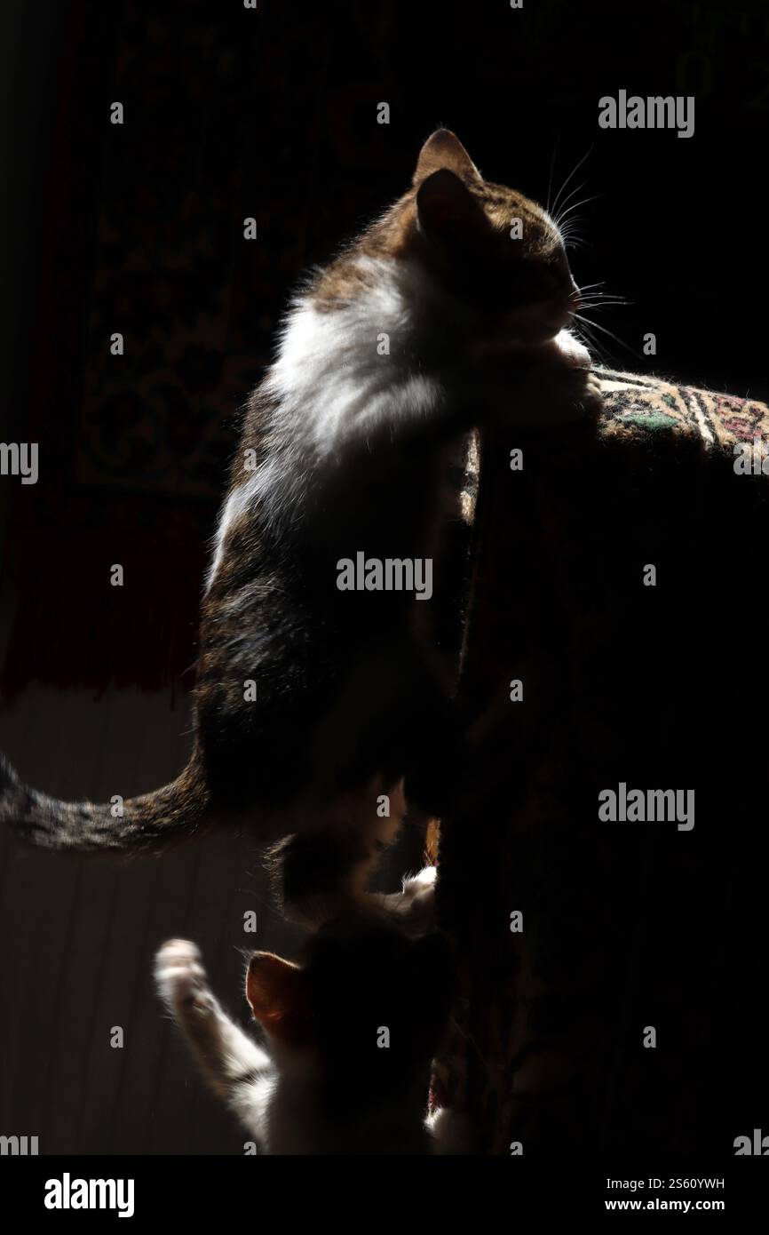 cute kitten climbing around inside the house Stock Photo - Alamy