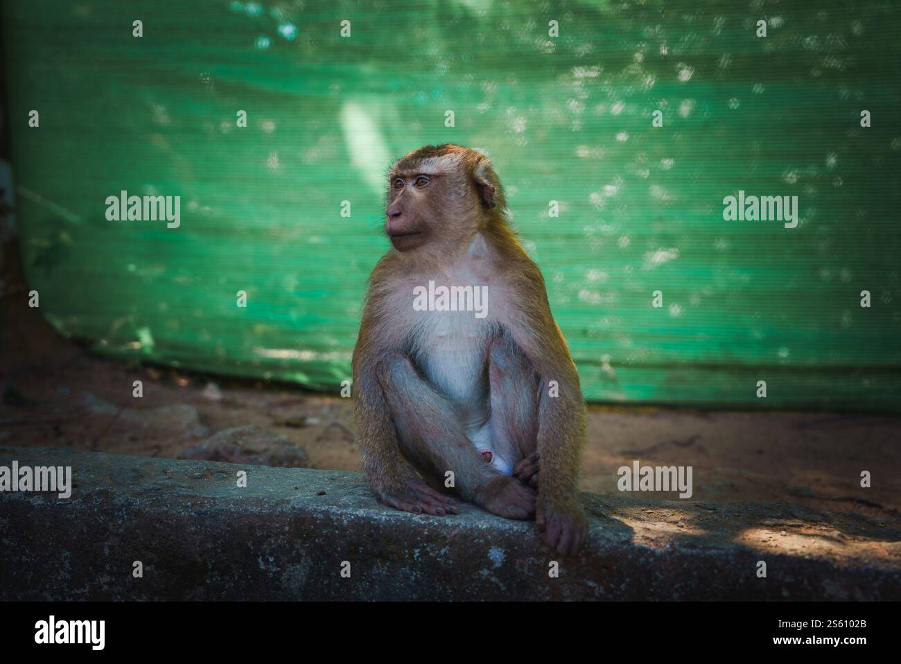 Macaque Sitting on Concrete Ledge with Green Mesh Screen in Thailand ...