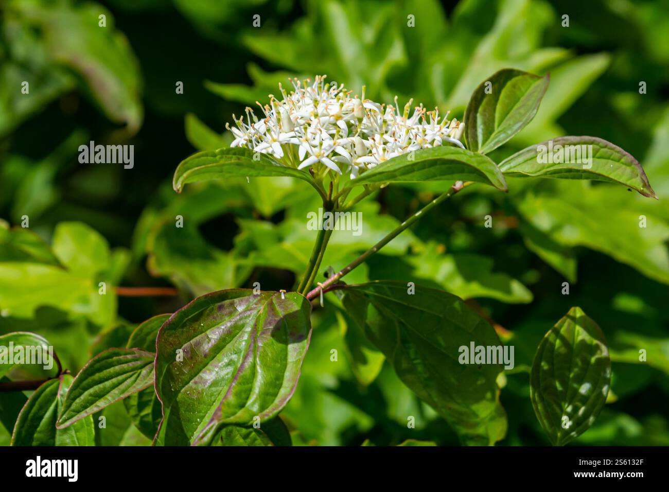 Cornus sanguinea red dog plant with flower and full leaf. Cornus ...