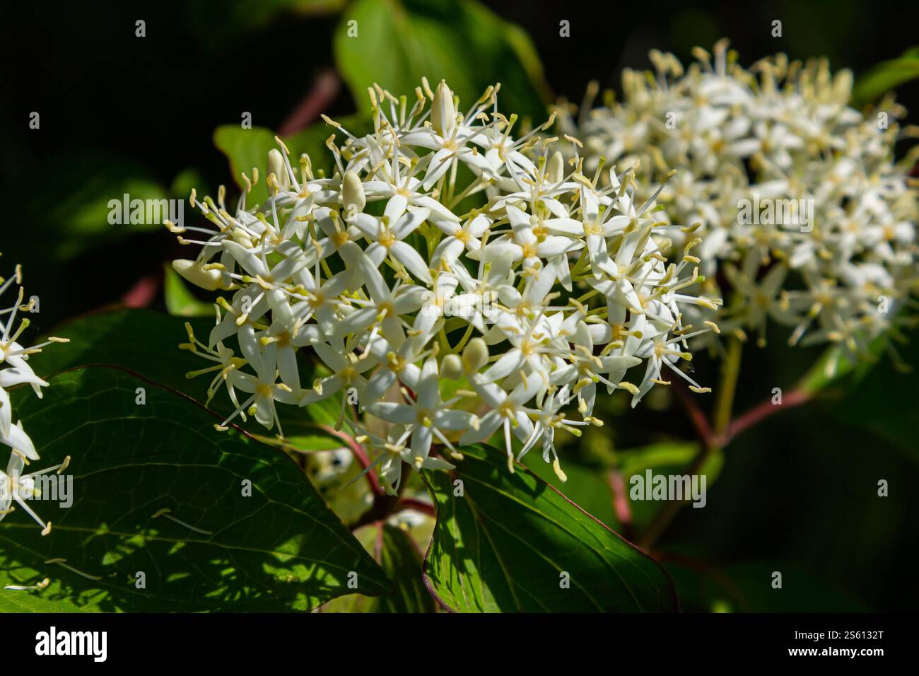 Cornus sanguinea red dog plant with flower and full leaf. Cornus ...