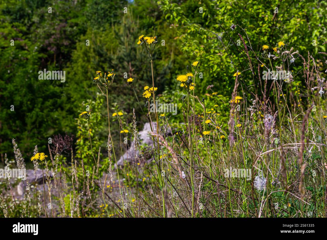 Hieracium laevigatum or smooth hawkweed. Hieracium, known by the common ...