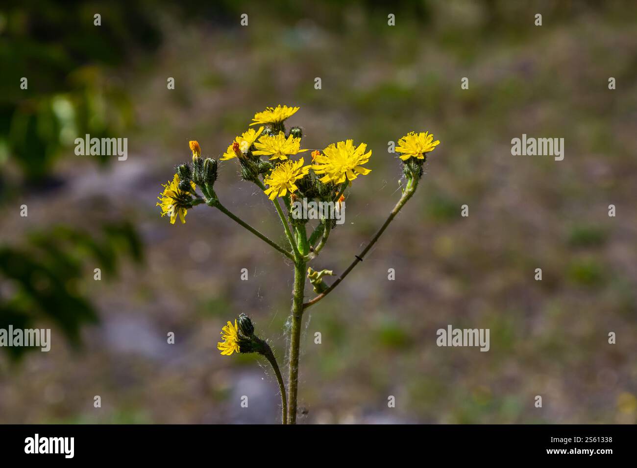 Hieracium laevigatum or smooth hawkweed. Hieracium, known by the common ...