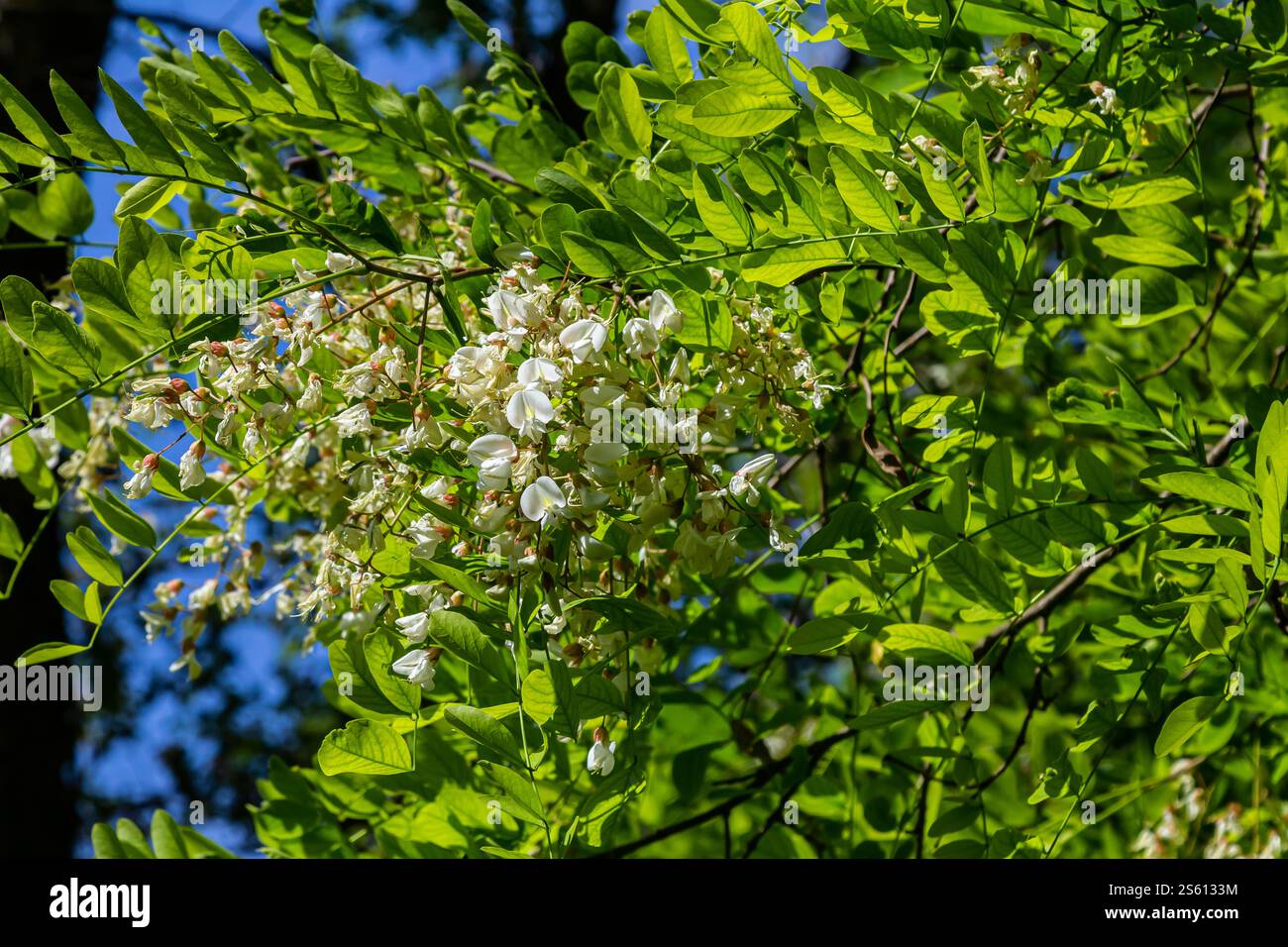 Common robinia, Robinia pseudoacacia with white flowers on the tree ...
