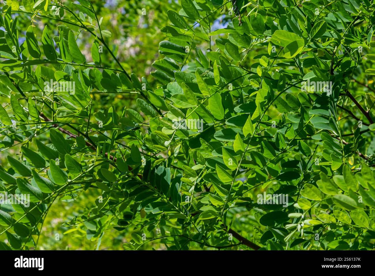Common robinia, Robinia pseudoacacia with white flowers on the tree ...