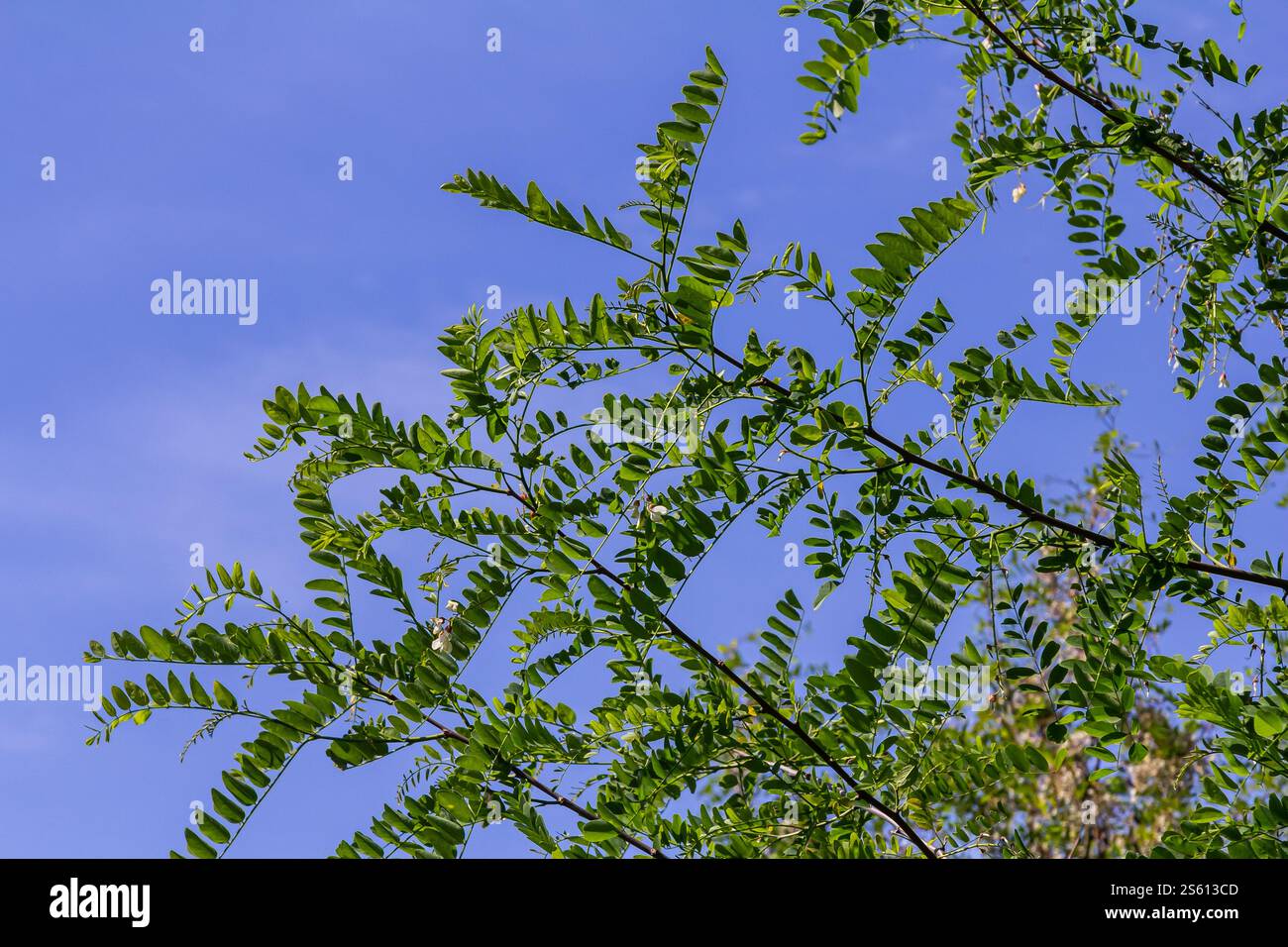 Common robinia, Robinia pseudoacacia with white flowers on the tree ...
