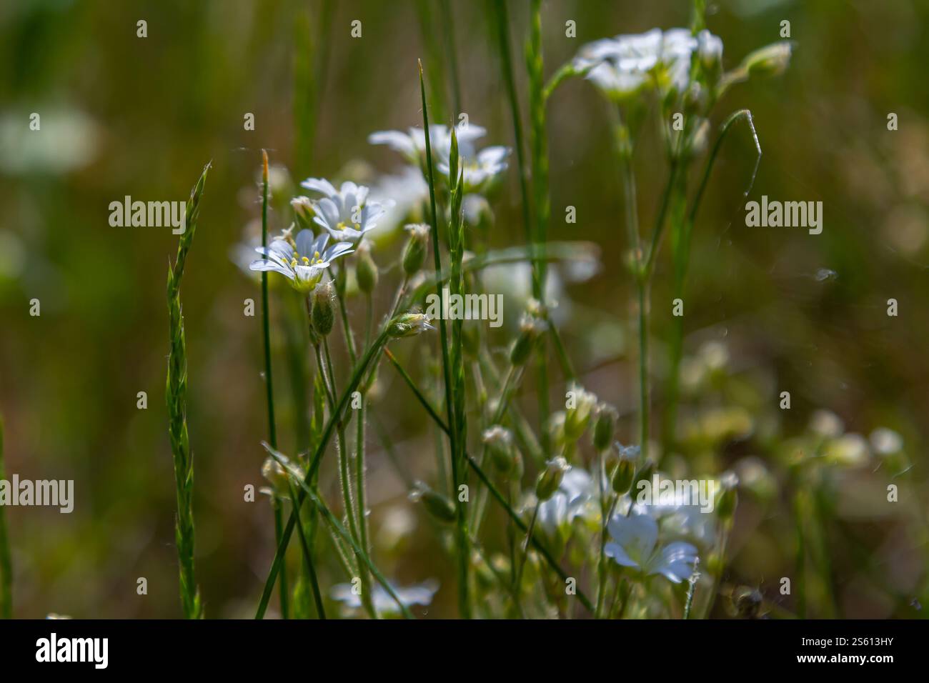 Cerastium arvense blooms in early June in the garden. Cerastium arvense ...