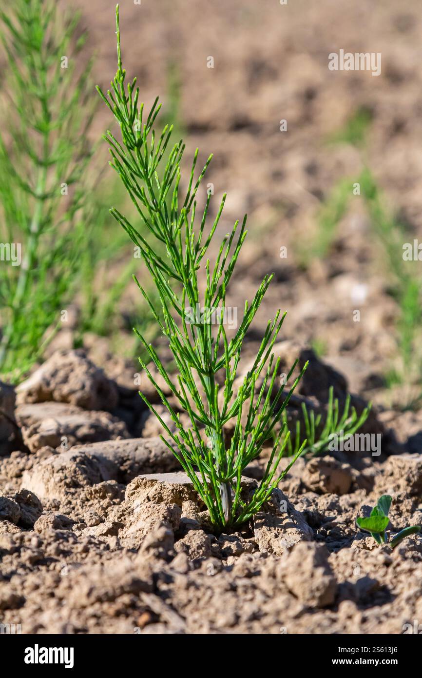 Horsetail field Equisetum arvense grows in the wild Stock Photo - Alamy