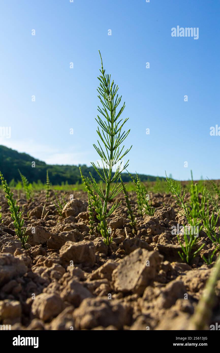 Horsetail field Equisetum arvense grows in the wild Stock Photo - Alamy